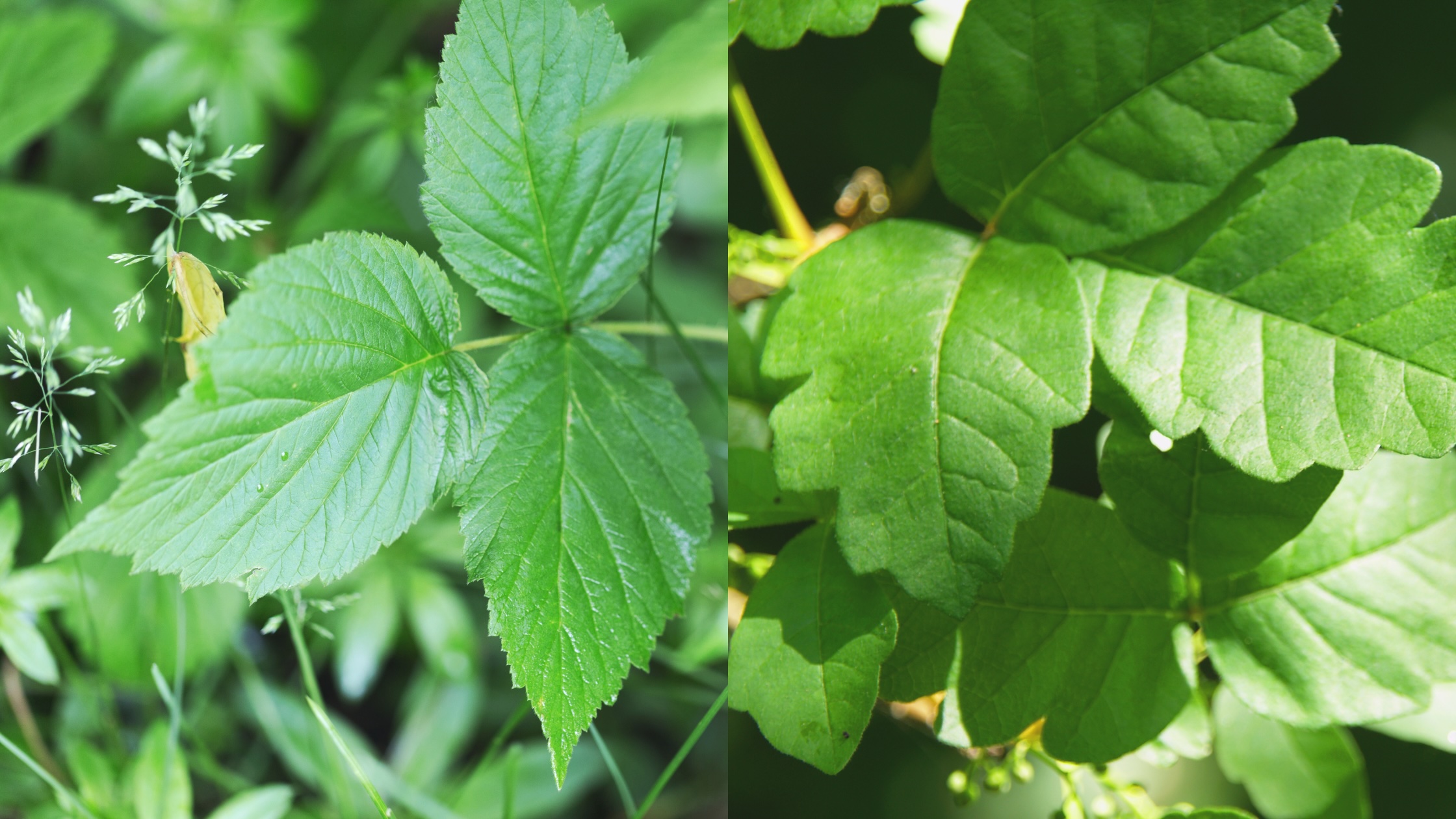 Poison Ivy vs Poison Oak: Do's, Dont’s & How To Tell The Difference